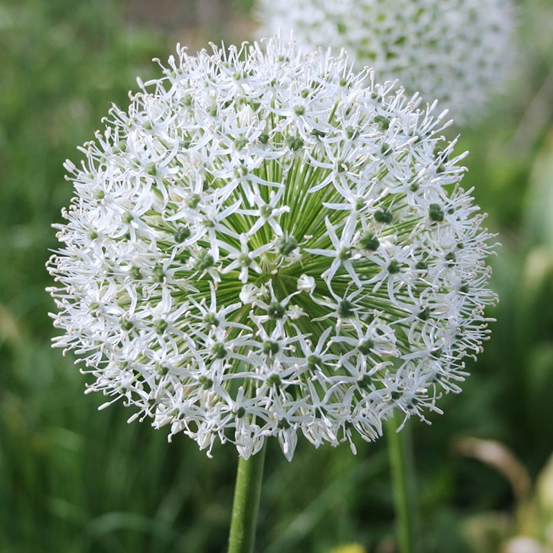 Mount Everest Allium Flower Bulb - Pleasantly Scented - Attracts ...