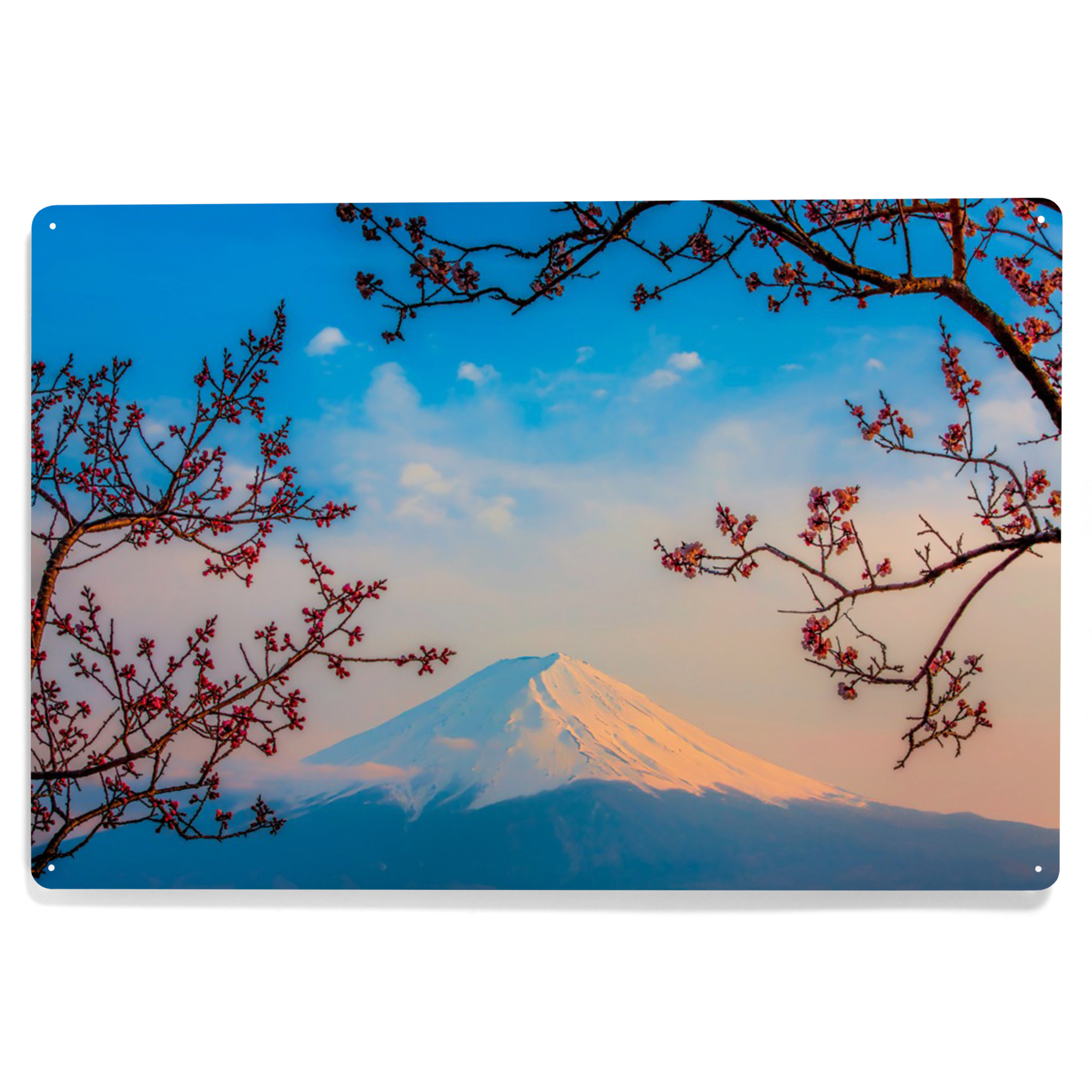 Mount Fuji, Japan and Cherry Blossom Trees (12x18 Aluminum Art, Indoor ...