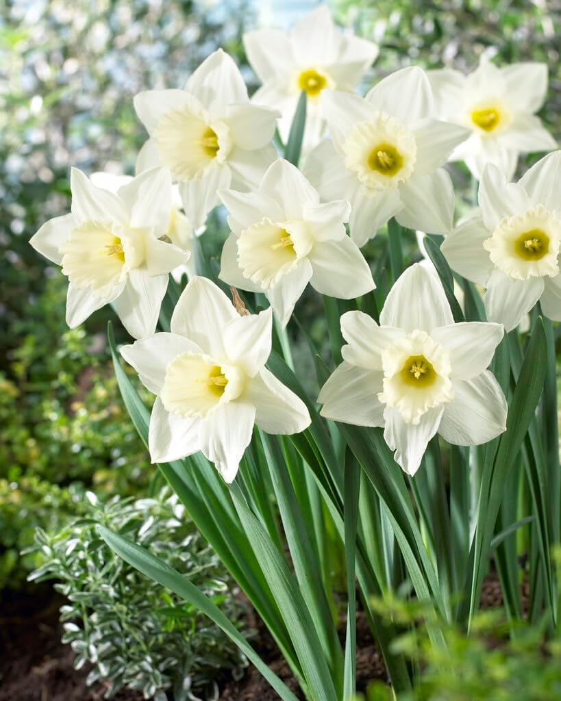 Mount Hood Large Trumpet Daffodil Bulbs for Planting - Large White ...
