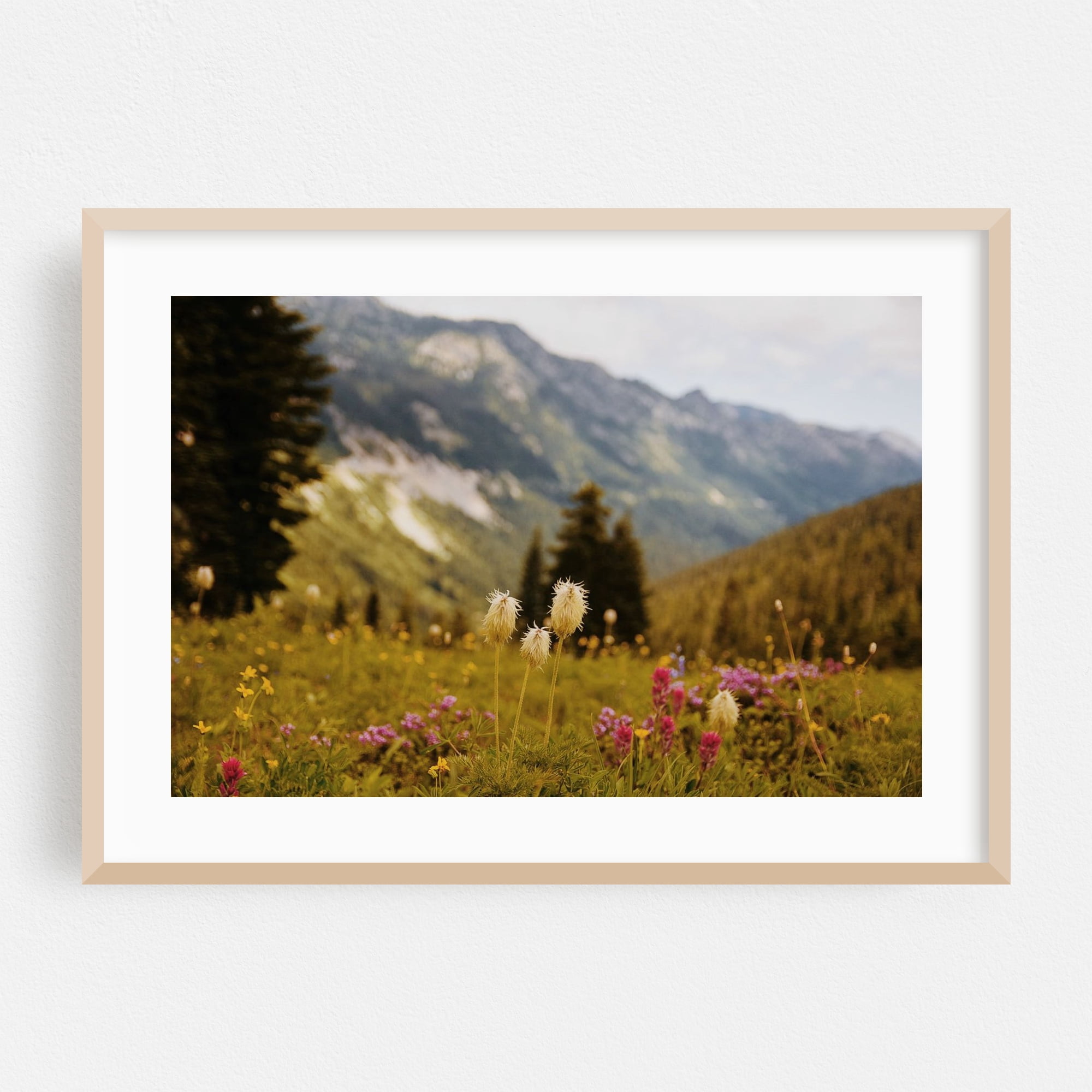 Mount Rainier National Park Wildflowers - Washington Photography ...