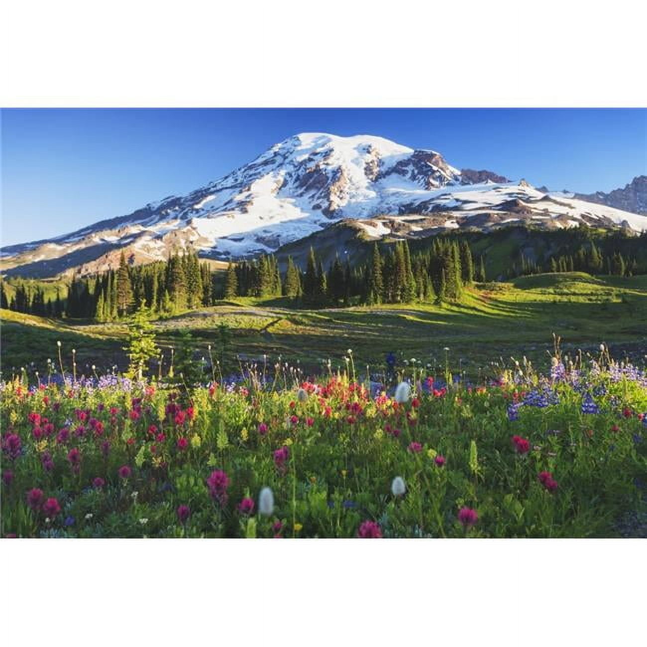 Mount Rainier & Wildflowers in A Meadow Mount Rainier National Park ...