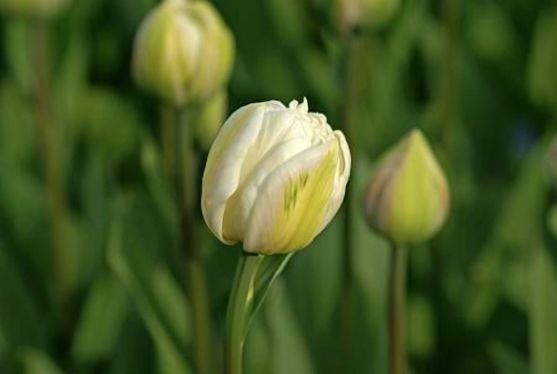 Mount Tacoma Double Late Tulip - 12/+ cm Bulbs - 5 Bulbs - Walmart.com