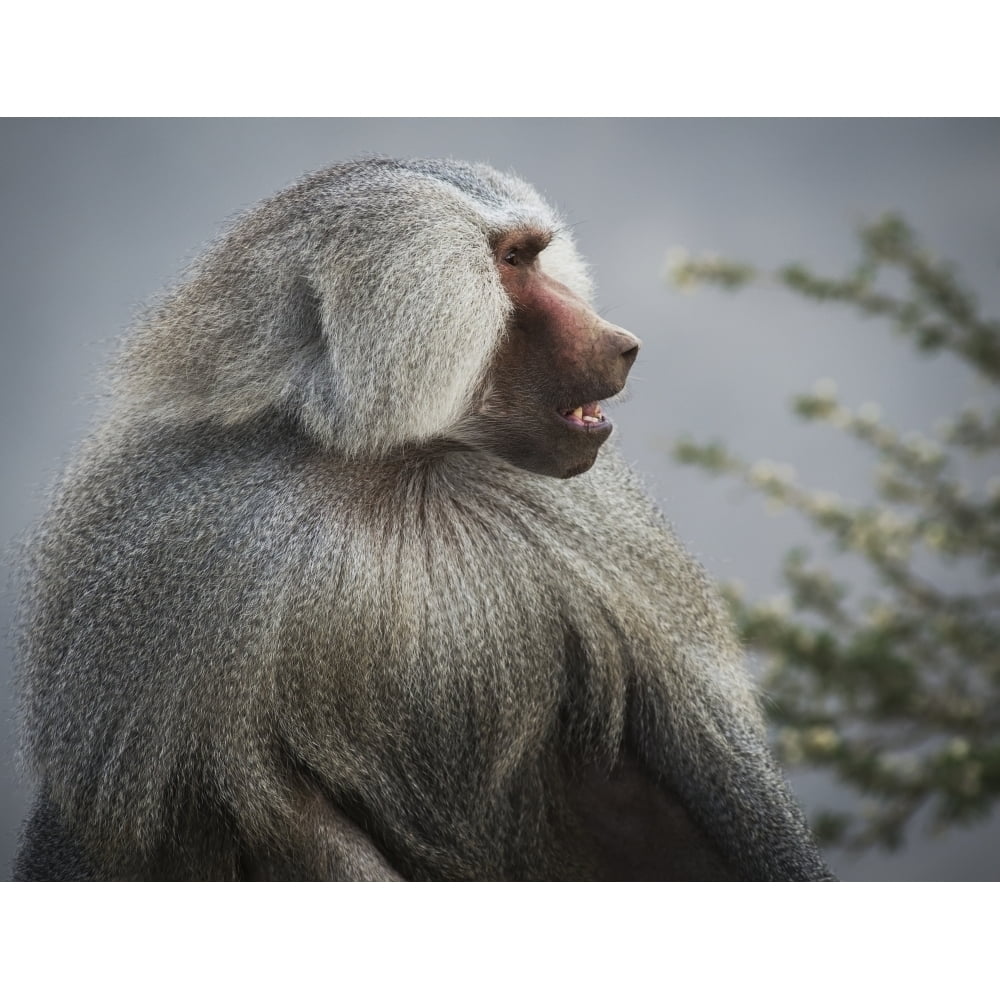 Mountain Baboon; Taif Saudi Arabia Poster Print - Walmart.com