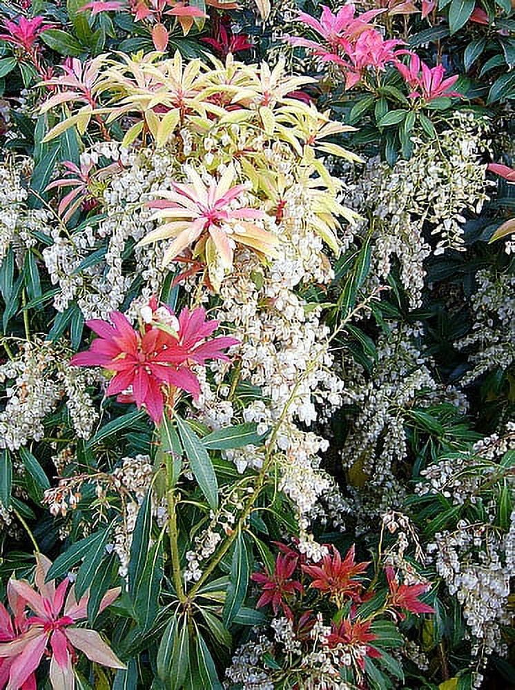 Pieris Japonica Mountain Fire