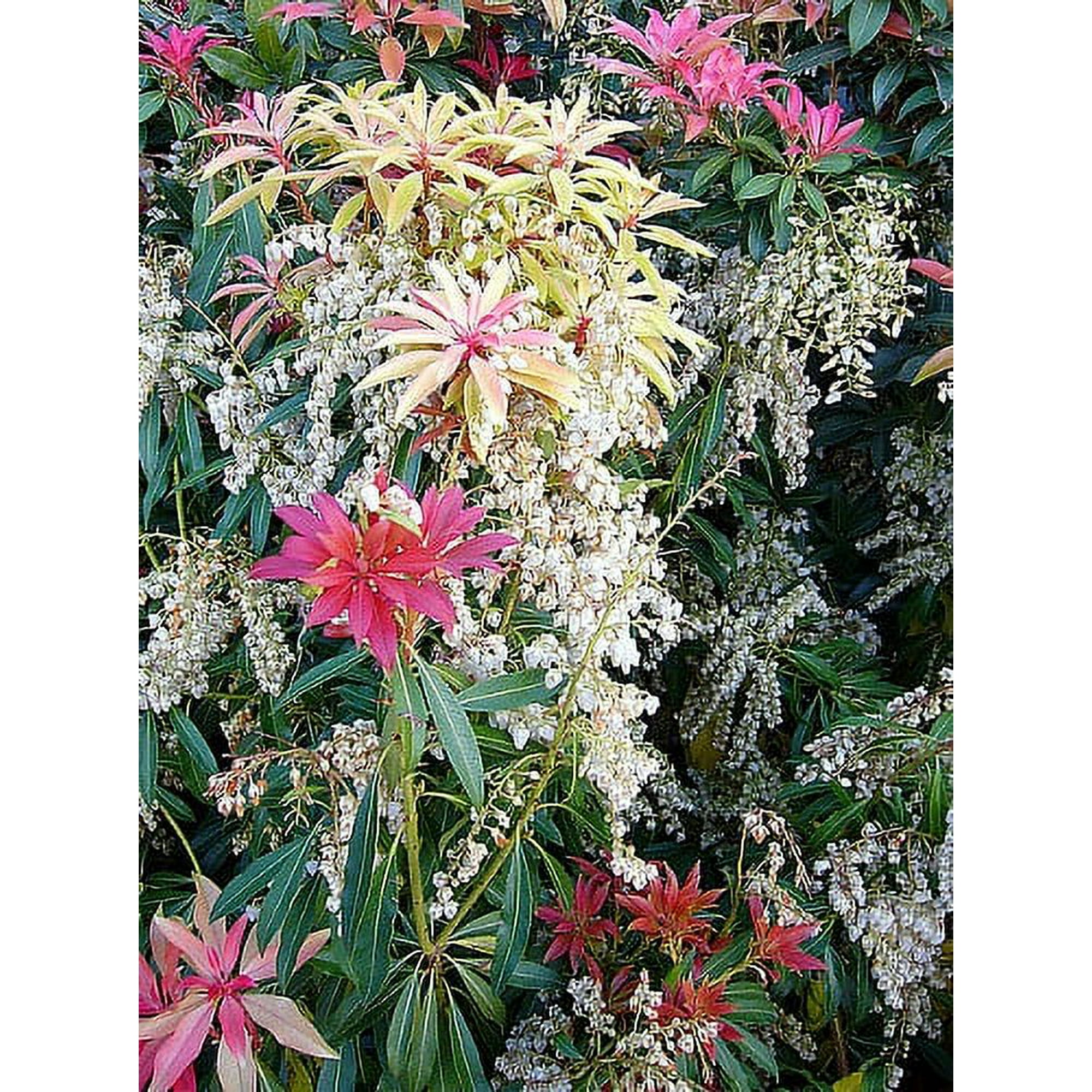 Mountain Fire Andromeda Shrub