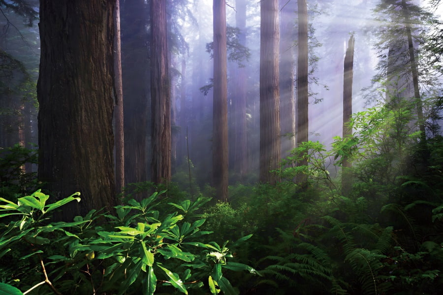 Mountain Forest Lake Backdrop Clouds Blue Sky Outdoor Realistic Nature ...