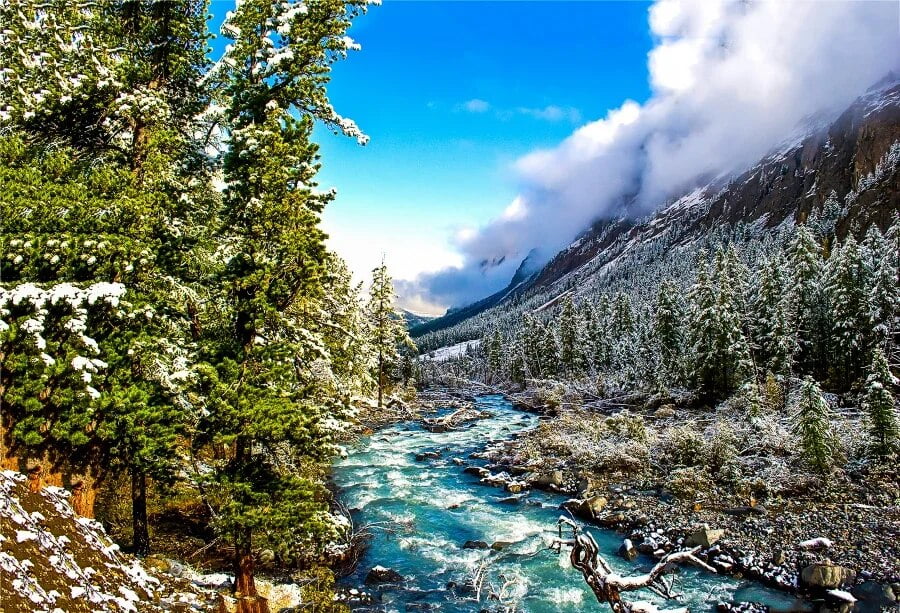 Mountain Forest Lake Photography Backdrop Banff National Park Canadian Rockies Pine Trees Nature ...