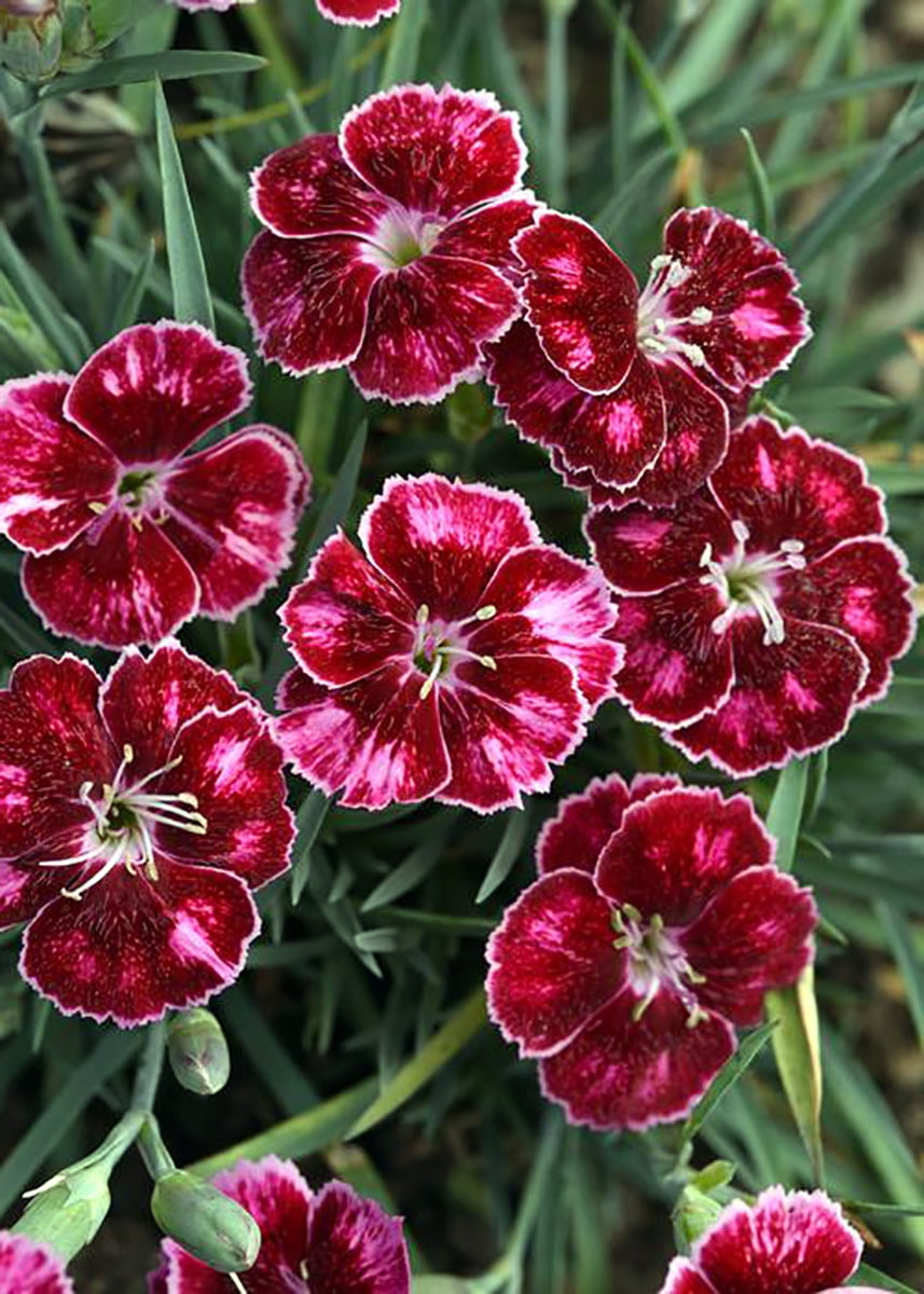 Mountain Frost™ Ruby Glitter Dianthus - Fragrant Perennial - 2.5" Pot ...