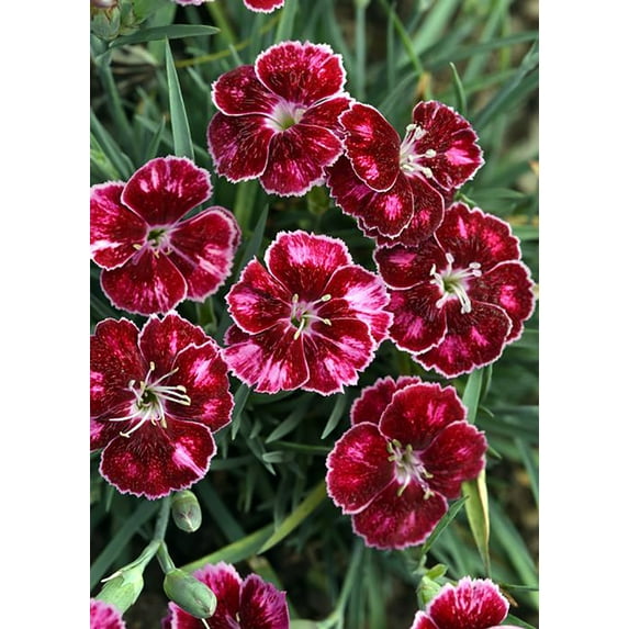 Mountain Frost™ Ruby Glitter Dianthus - Fragrant Perennial - 2.5" Pot ...