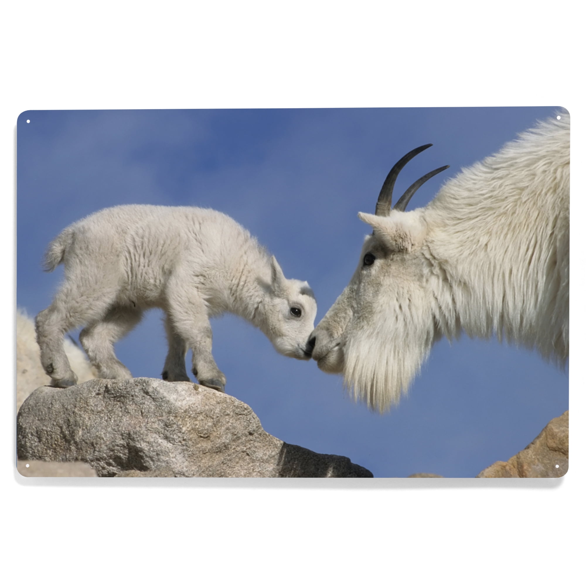 Mountain Goat and Kid (12x18 Aluminum Art, Indoor Outdoor Metal Sign ...