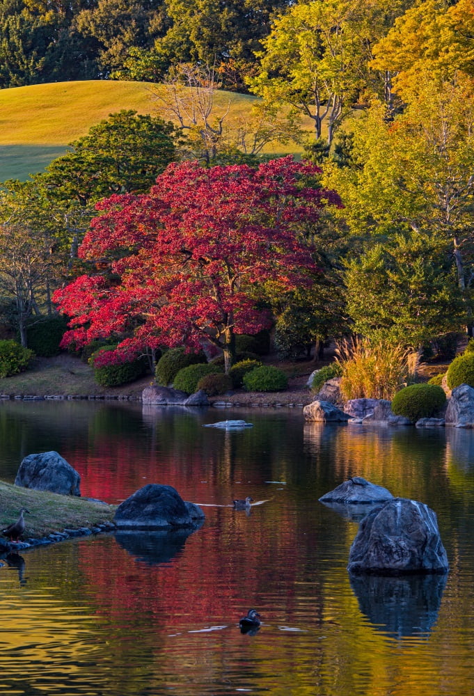 Mountain Lake Backdrop Woodland Green Jungle Forest Waterfall Nature ...
