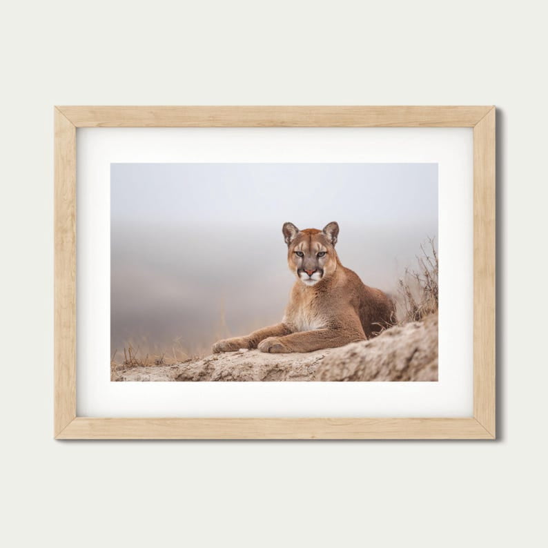 Mountain Lion Art Print – Cougar Wall Art – Desert Wildlife Poster ...