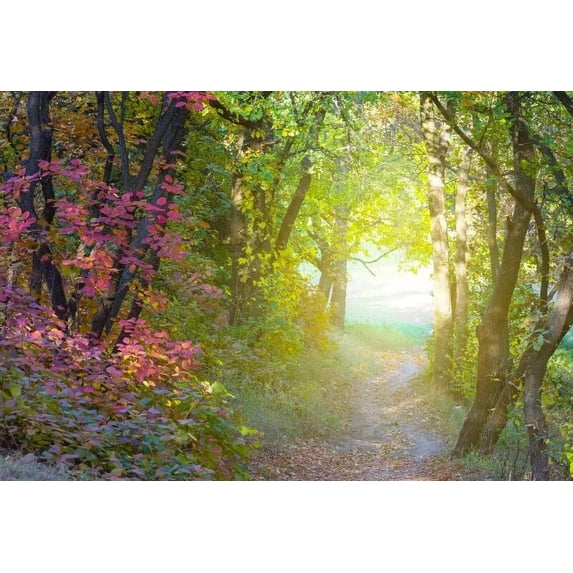 Mountain Path Scenery Backdrop Sunrise Valley Spring Floral Nature ...