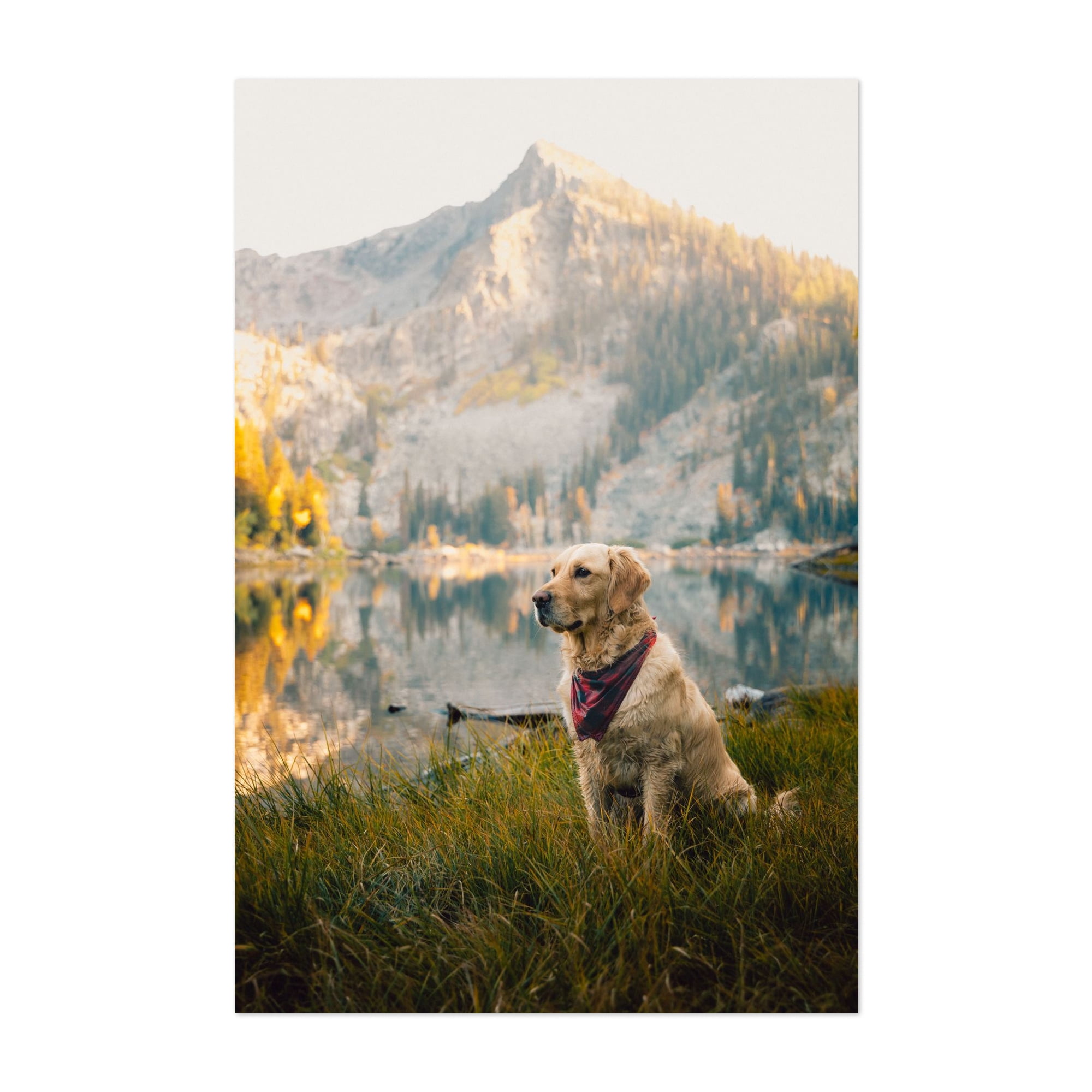 Mountain Pup - McCall Idaho Photography Dog Mountain Lake Nature Autumn ...