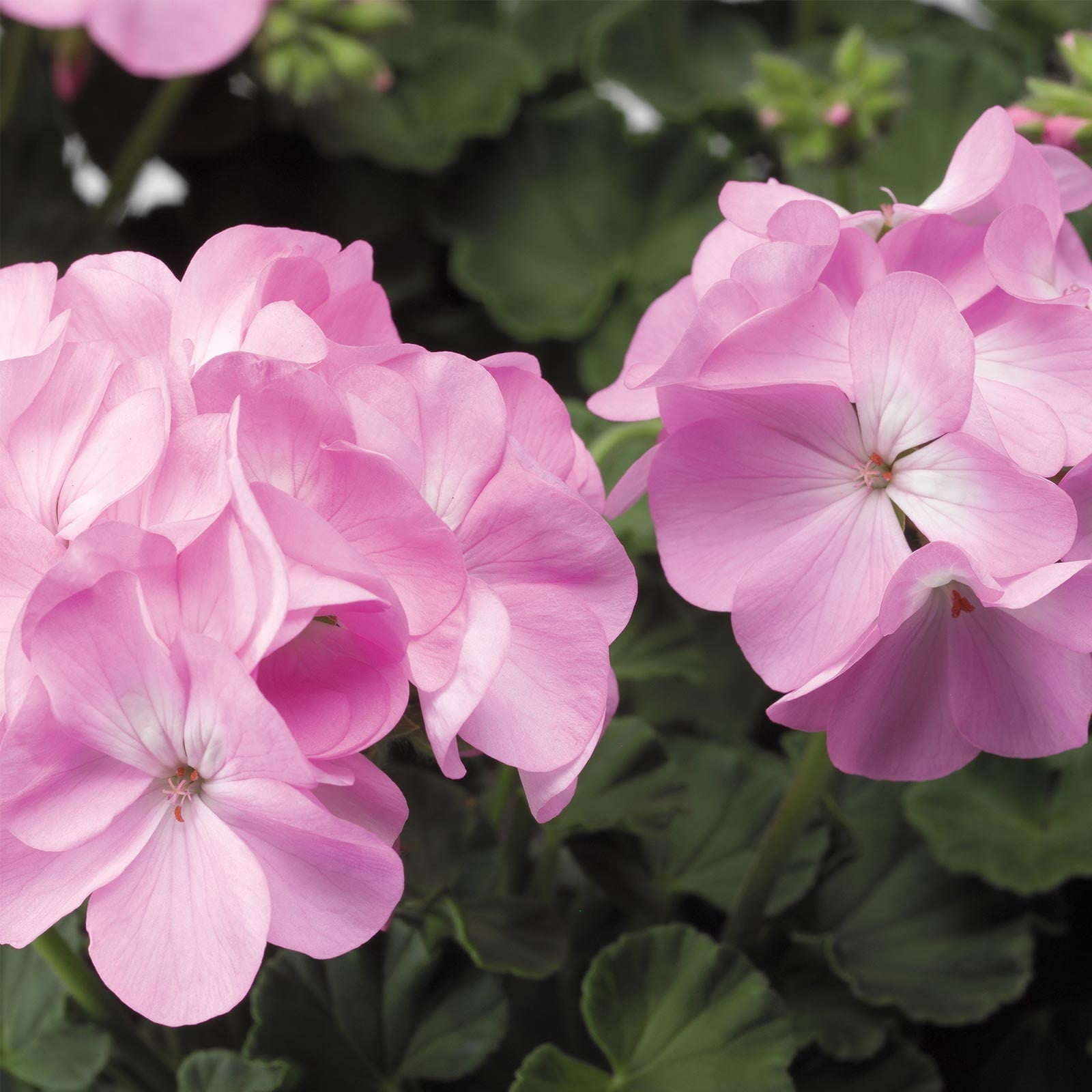 Pinto Premium F1 Series Geranium Flower Garden Seeds - Lavender - 100 ...