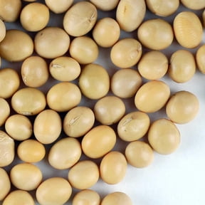 20 Seeds Edamame BE SWEET SOYBEAN Glycine Max Soy Bean Green / Yellow ...
