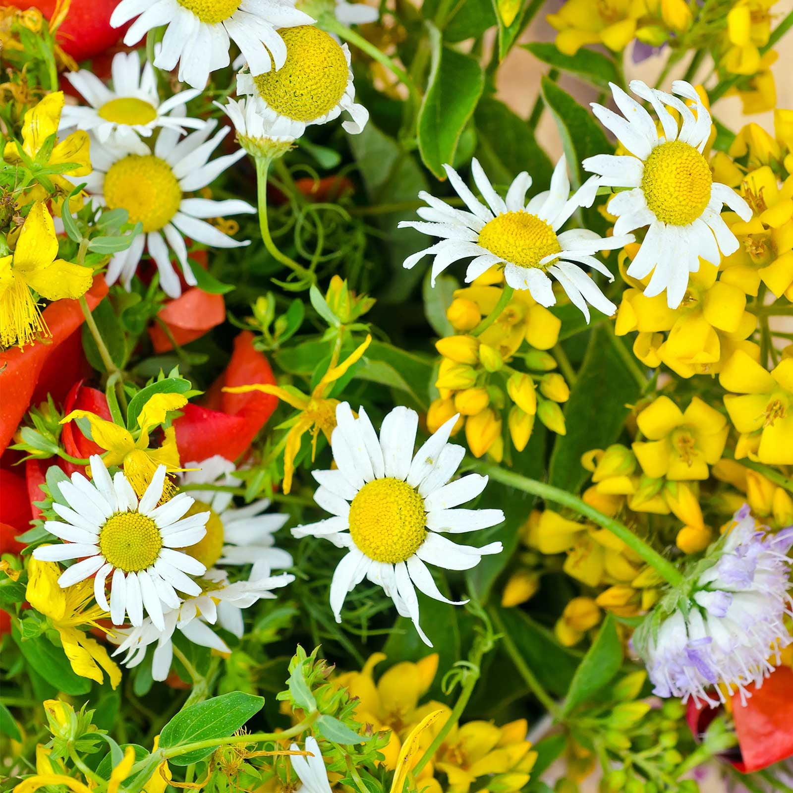 Dryland Wildflower Mix - 4 g Packet ~6800 Seeds - Wild Flower Garden ...