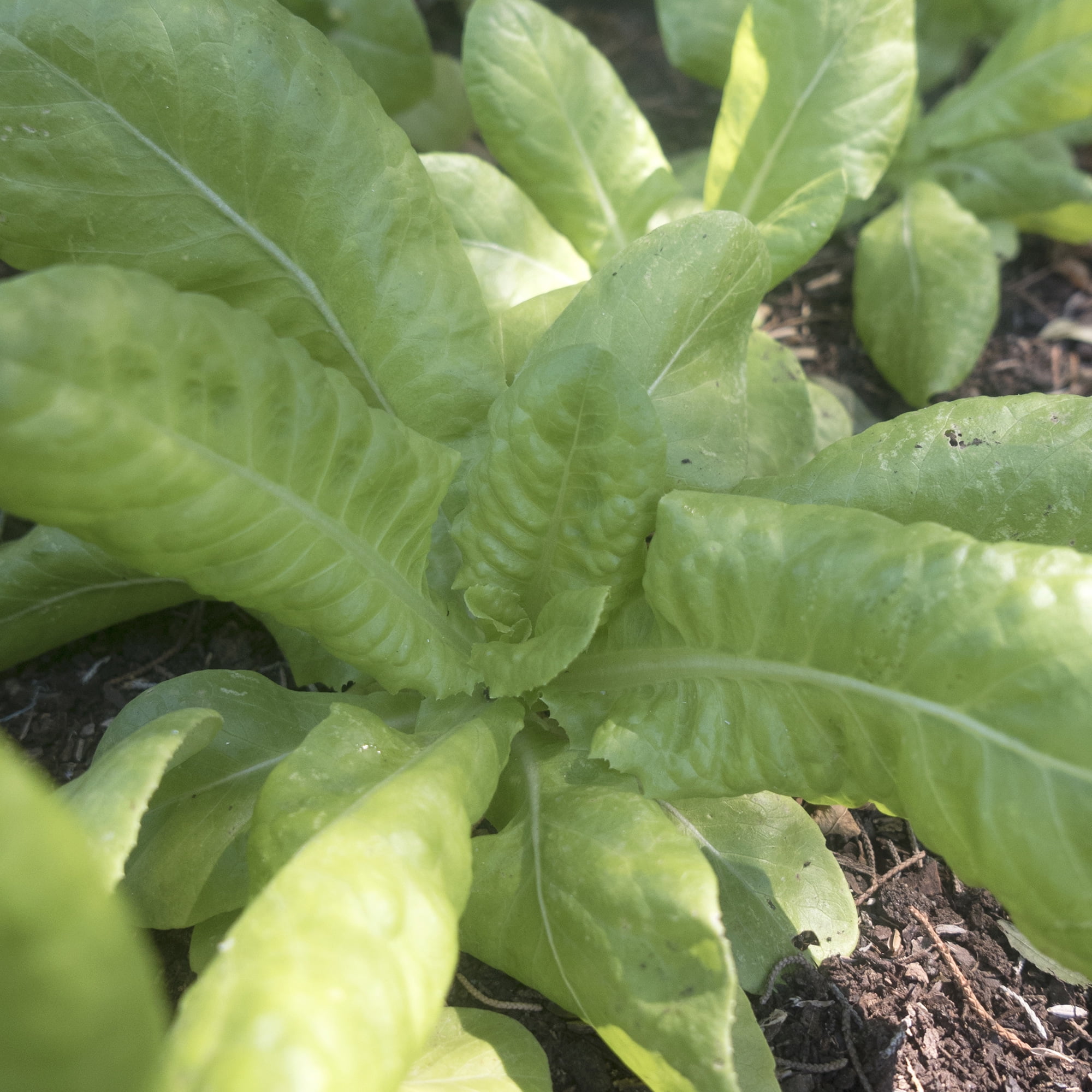 Mountain Valley Seed Company 850 Butter King Butterhead Lettuce Plant ...