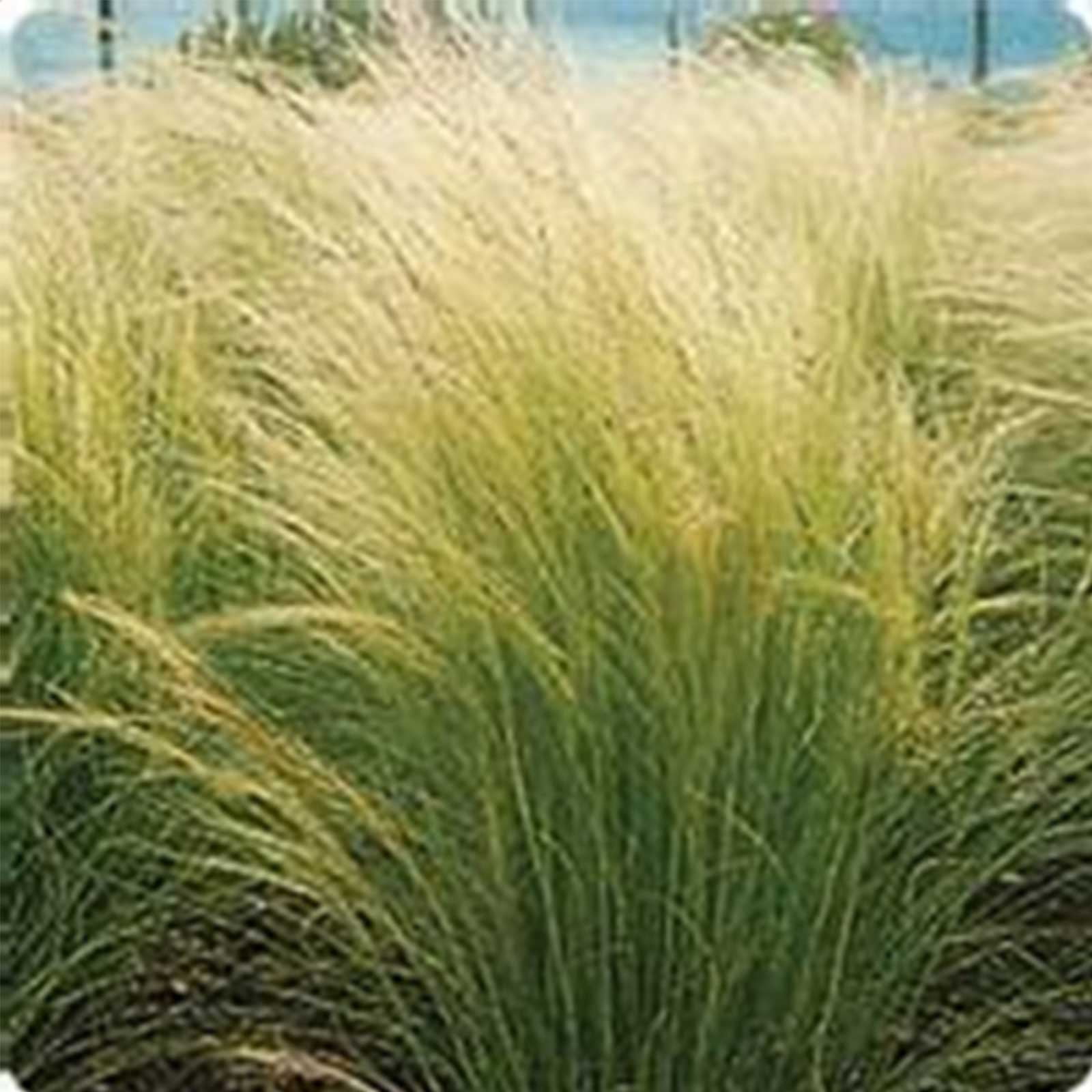 Mountain Valley Seed Company, Pony Tails Stipa Grass Seeds, Feathery ...