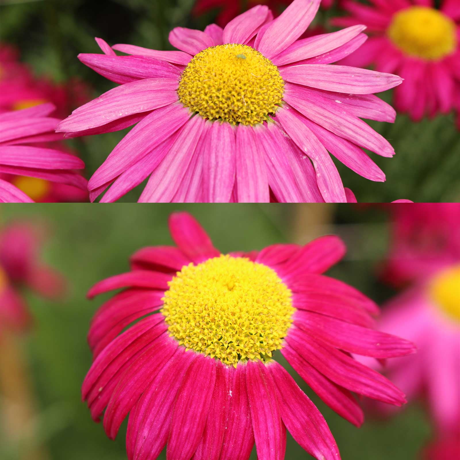 Robinson's Mix Painted Daisy - Pyrethrum, 500 Mg Packet ~200 Seeds ...