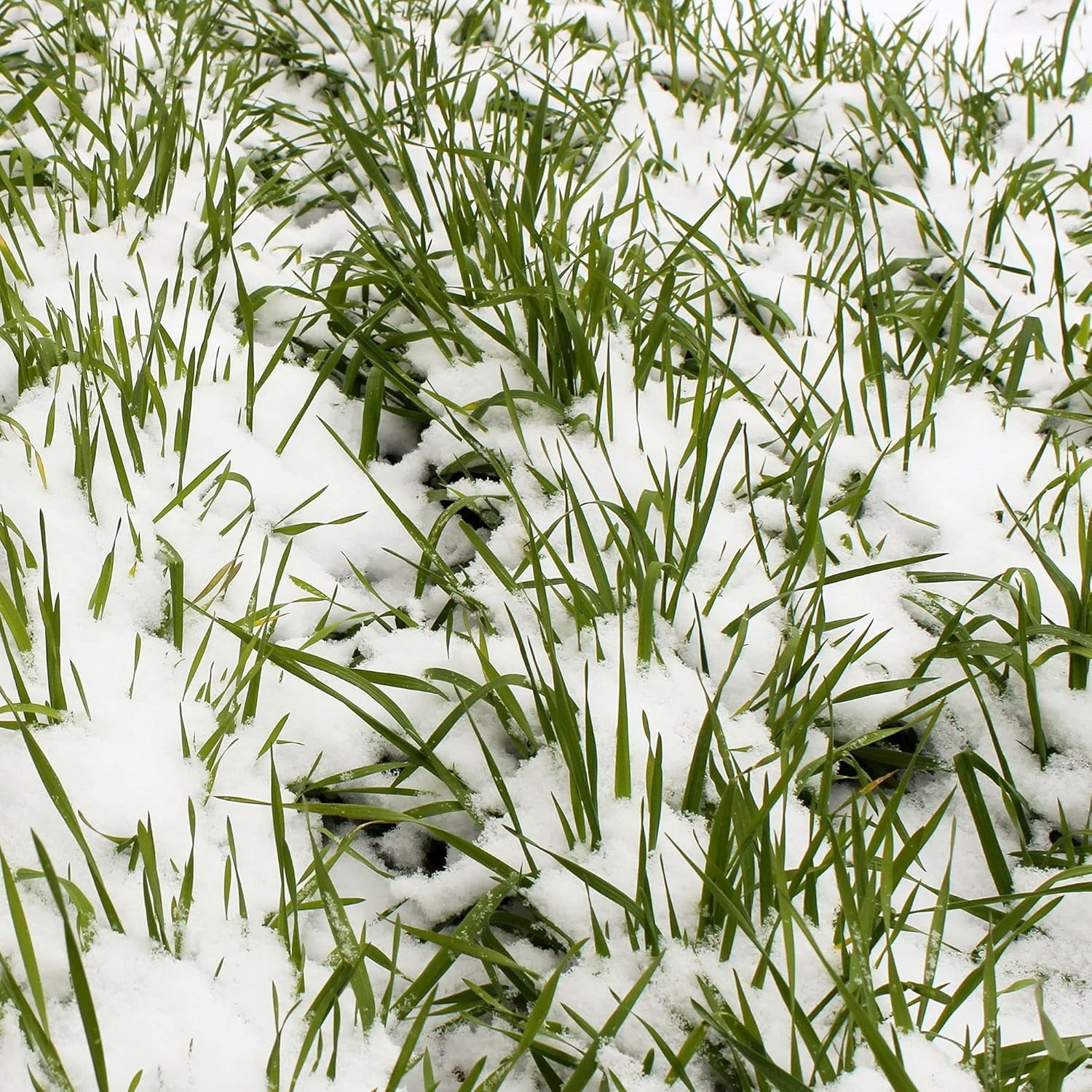 Mountain Valley Seed Company No-Till Winter Rye Seeds 5 Lbs - Walmart.com