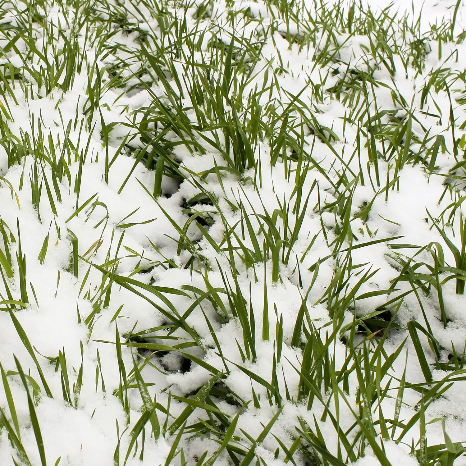Mountain Valley Seed Company - 5 Lbs Non-GMO Winter Rye Seeds for ...