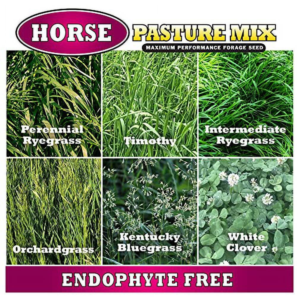 Mountain View Seeds 100371 Horse Pasture Mix Grass Seed, 25-Pound ...