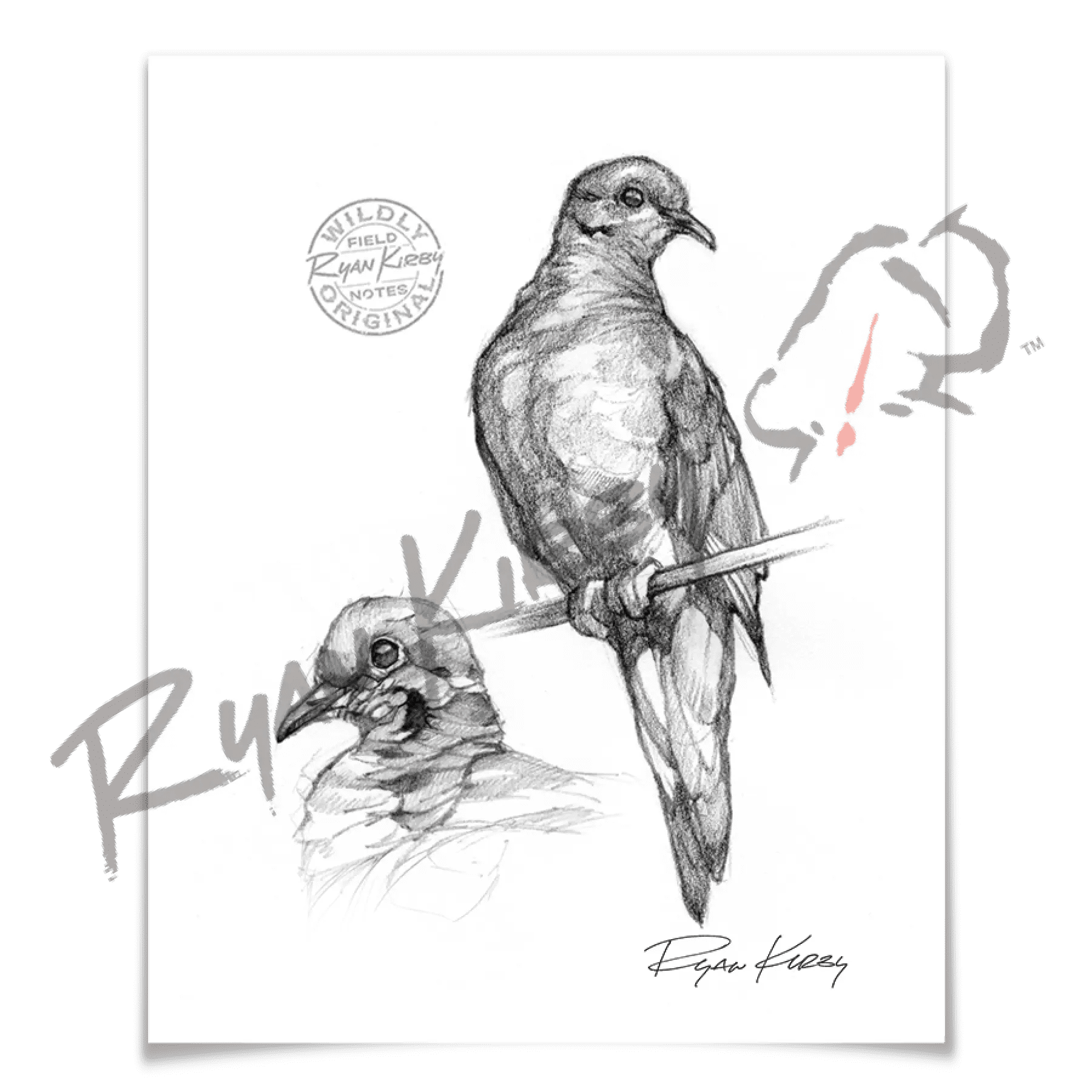 Mourning Dove Study Sketch Print - Walmart.com