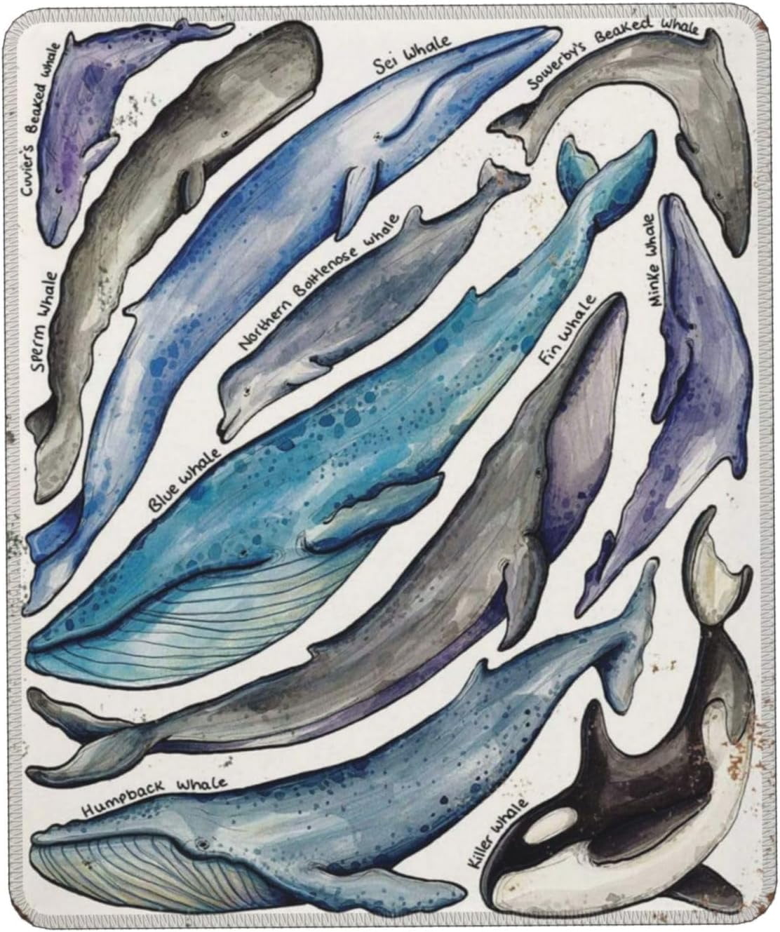 Mouse Pad 10x12 Inch Whales of Britain Whale Types Knowledges Whale ...