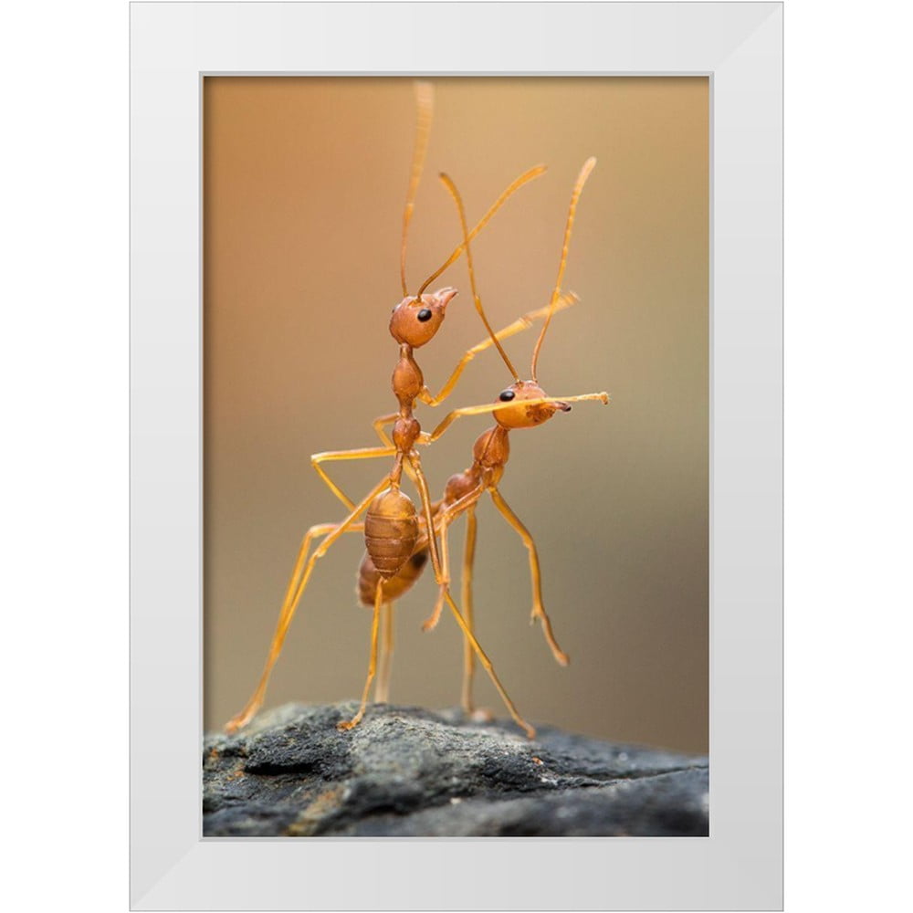 Mp, Hendy 17x24 White Modern Wood Framed Museum Art Print Titled ...