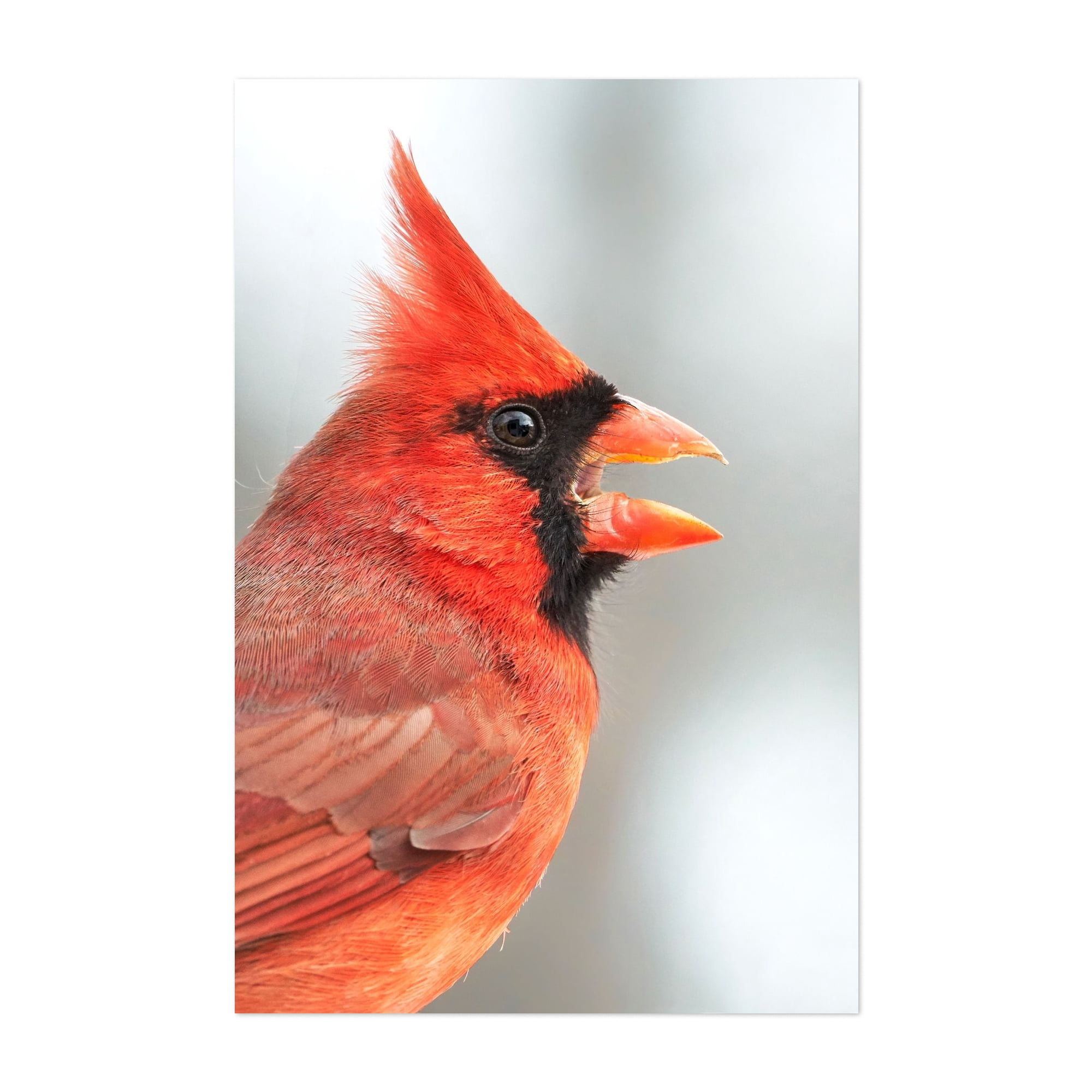 Mr. Cardinal - Photography Bird Wildlife Animal Nature Portrait Winter ...