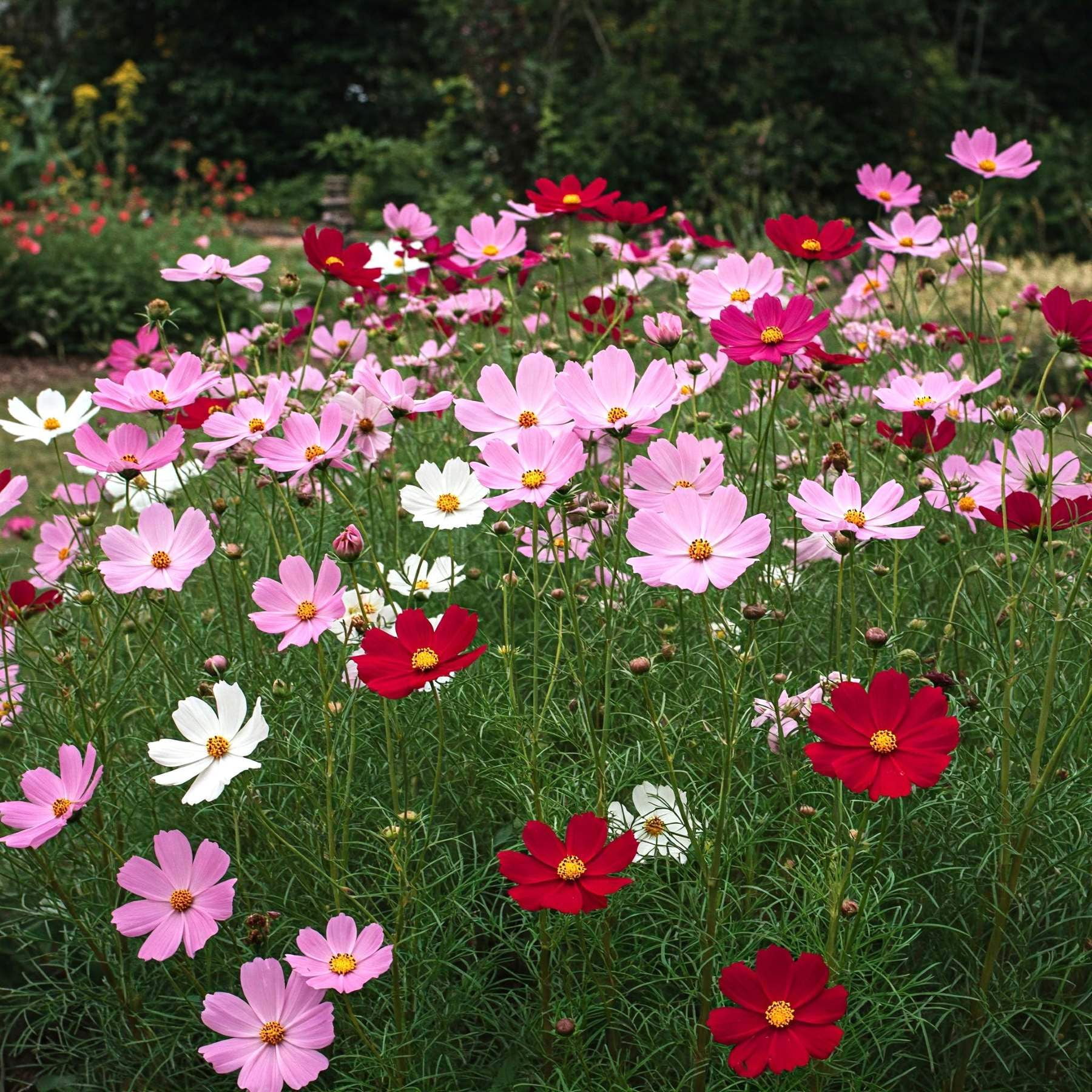 Mr Fothergill's Cosmos Tall Mix Oh Sow Simple Flower Seed Easy to Grow ...
