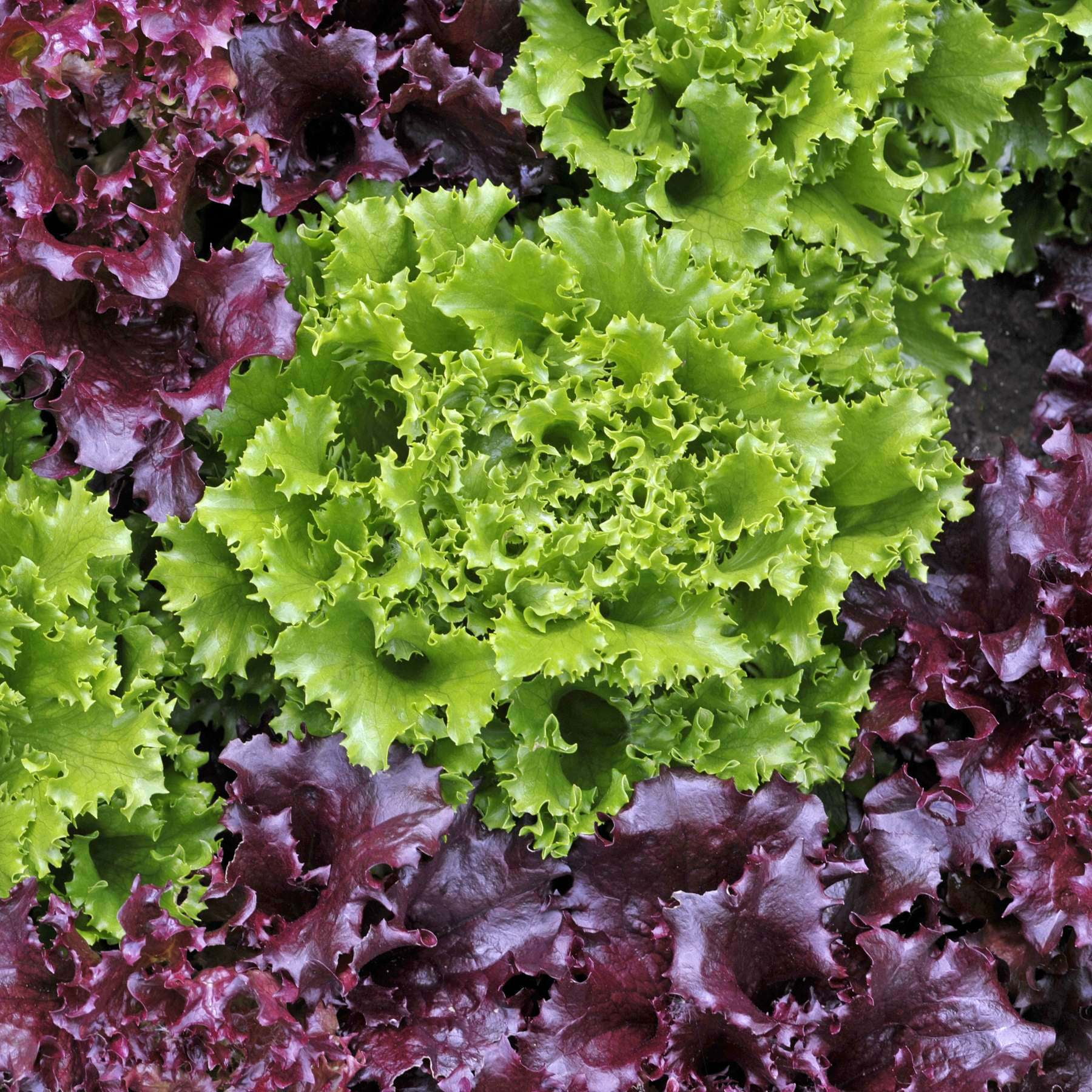 Mr Fothergill's Lettuce Loose Leaf Oh Sow Simple Vegetable Seed Easy to ...