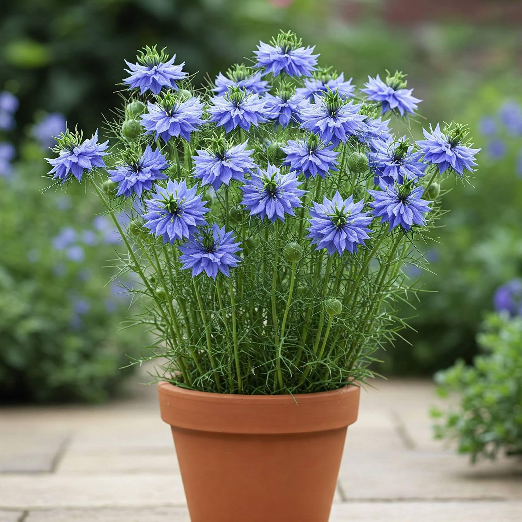 Mr Fothergill's Nigella Blue Oh Sow Simple Flower Seed Easy to Grow ...