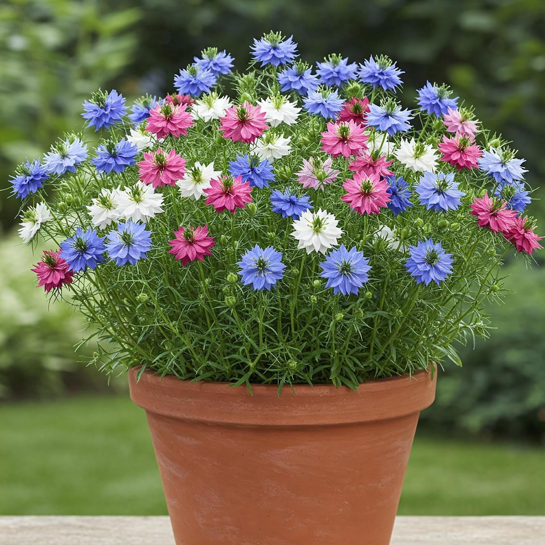 Mr Fothergill's Nigella Mix Oh Sow Simple Flower Seed Easy to Grow ...