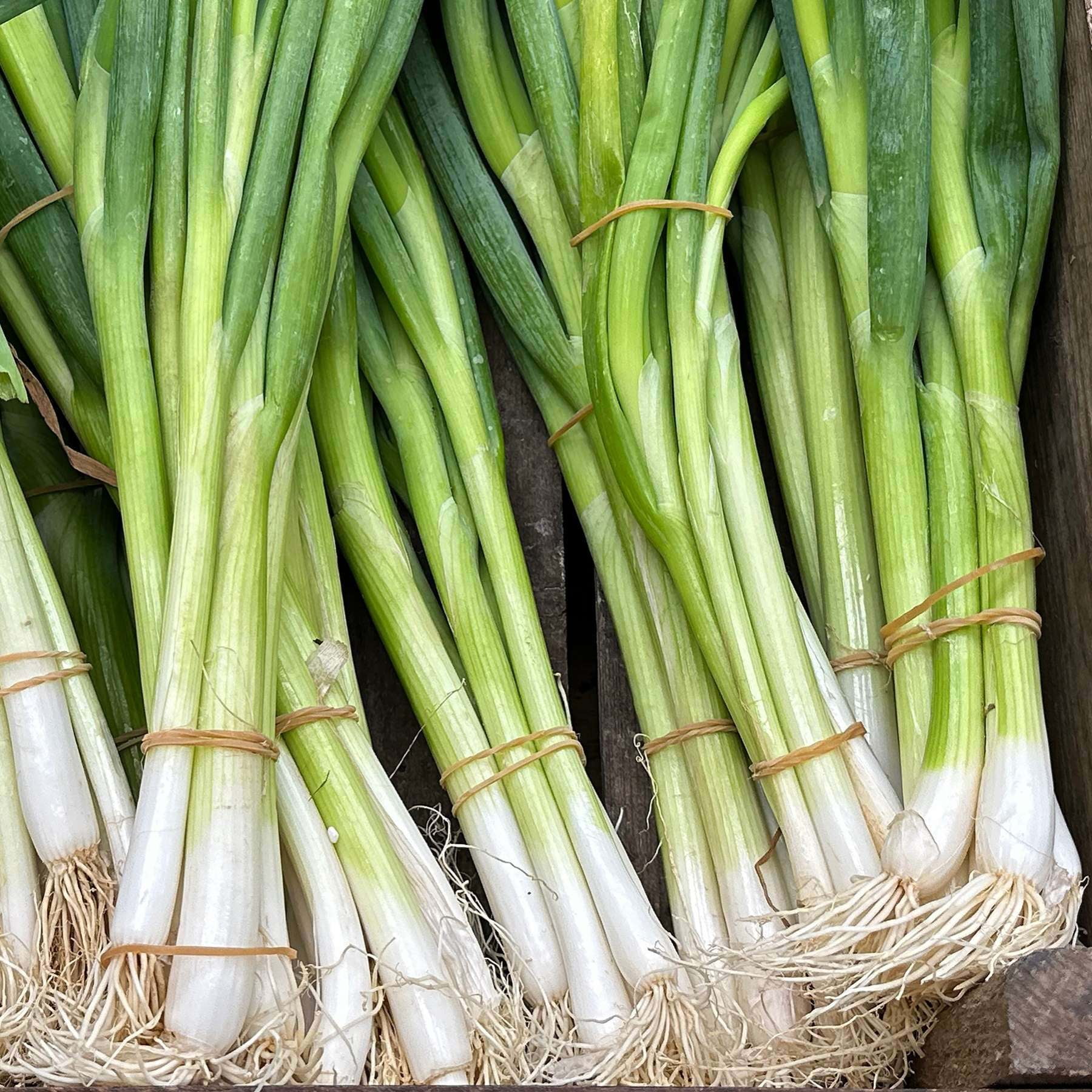 Mr Fothergill's Spring Onion Oh Sow Simple Vegetable Seed - Walmart.com