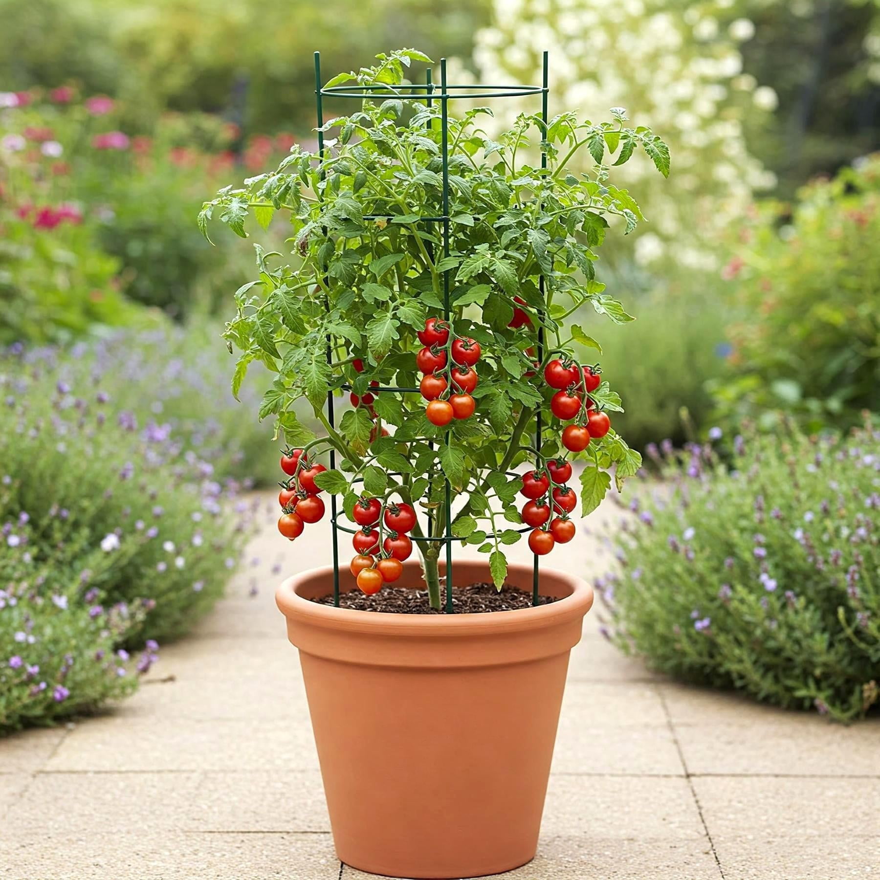 Mr Fothergill's Tomato Red Cherry Oh Sow Simple Vegetable Seed Easy to ...