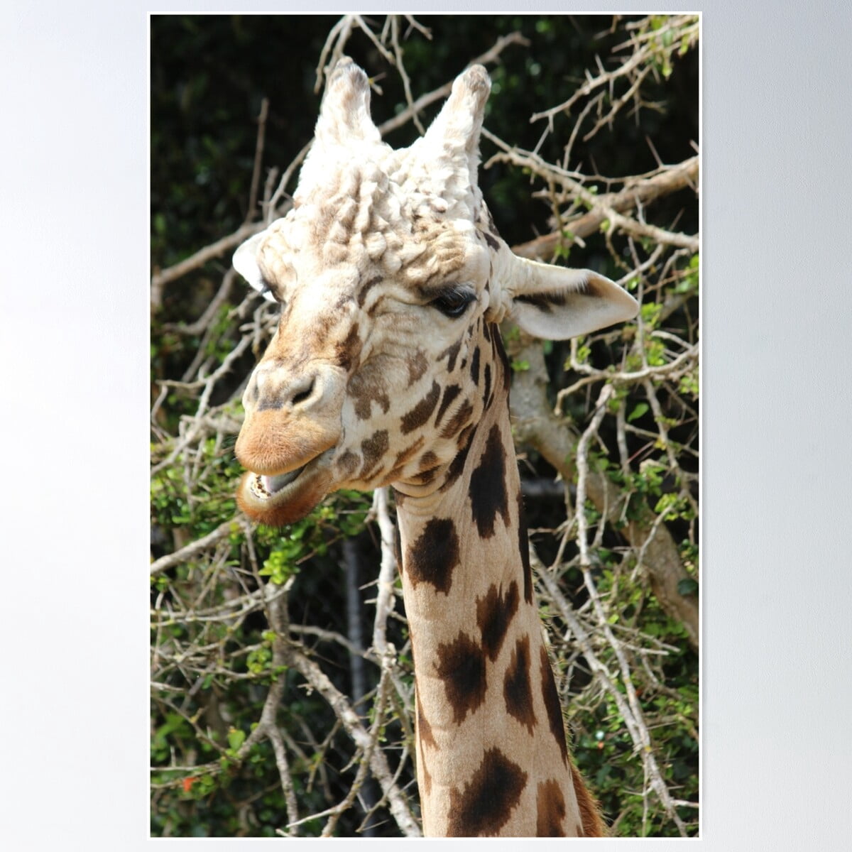 Mr Long Neck Poster Wall Art, Modern Wall Decor For Living Room Bedroom ...