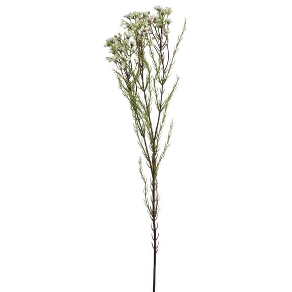 White Waxflower