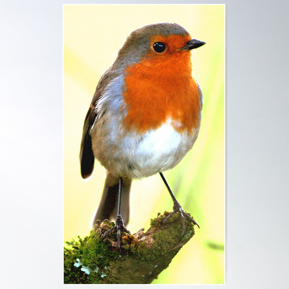 Mr Robbin Says Hello............ Poster Wall Art, Modern Wall Decor For ...