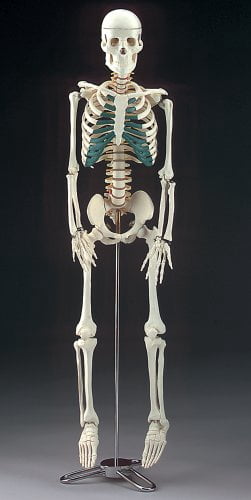 Mr. Thrifty Skeleton, an anatomically accurate skeleton done in plastic ...