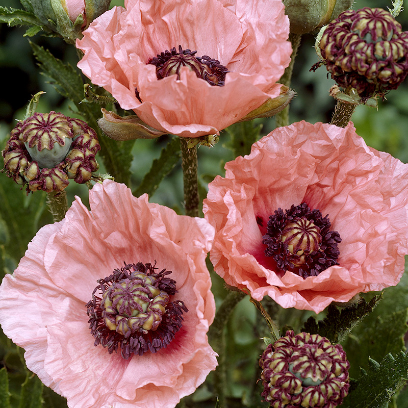 Mrs. Perry Oriental Poppy Flower Root - Deer Resistant - Good as Cut ...