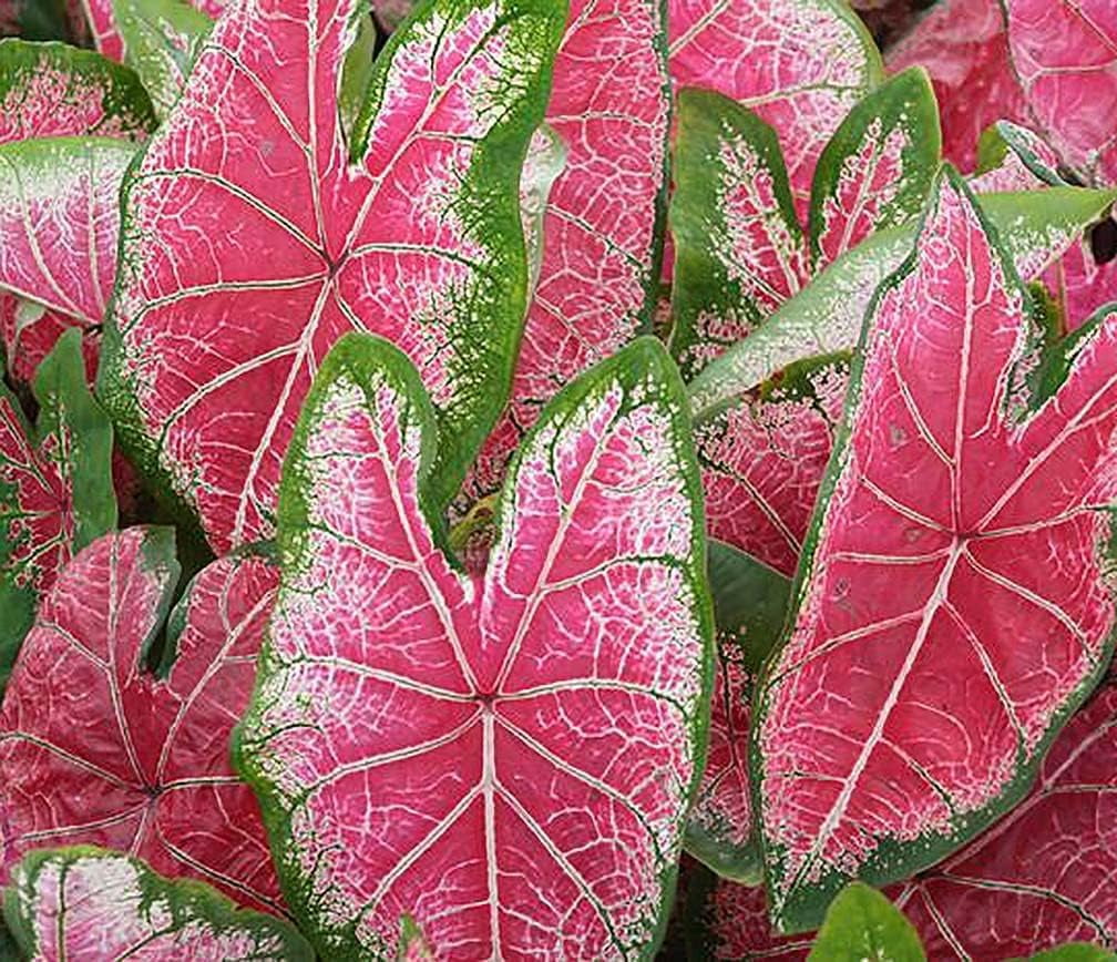 Mrs. WB Haldeman Caladium Bulbs for Planting -Multi Color Leaf ...