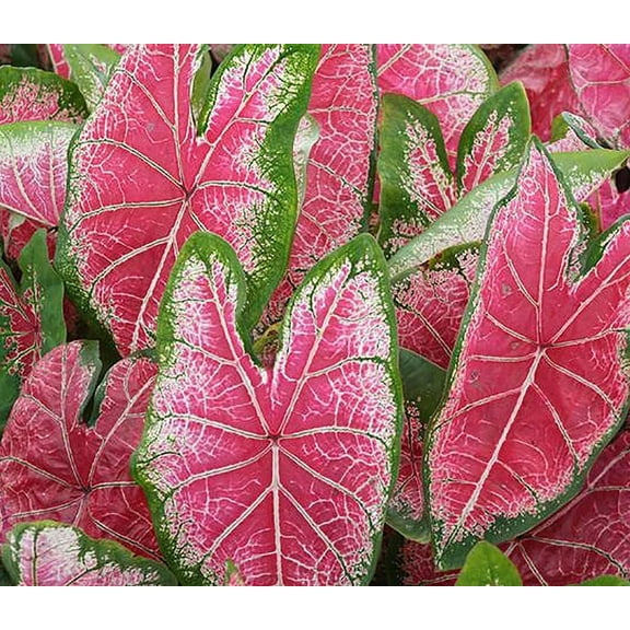 Fancy Green and White Caladium Bulbs for Planting - Easy to Grow ...