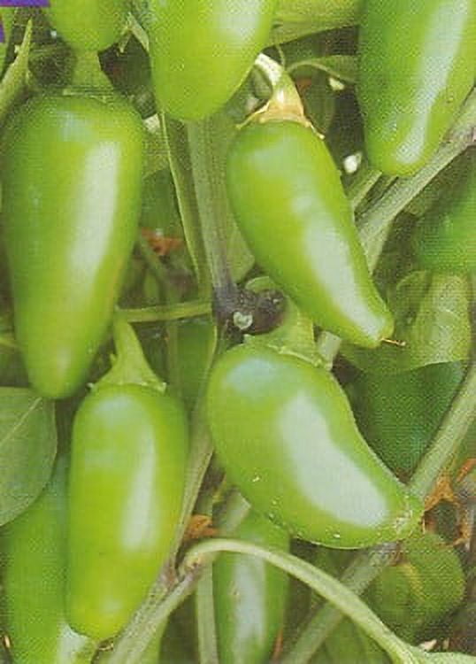 Mucho Nacho Jalapeno Pepper - 10 Seeds - Walmart.com