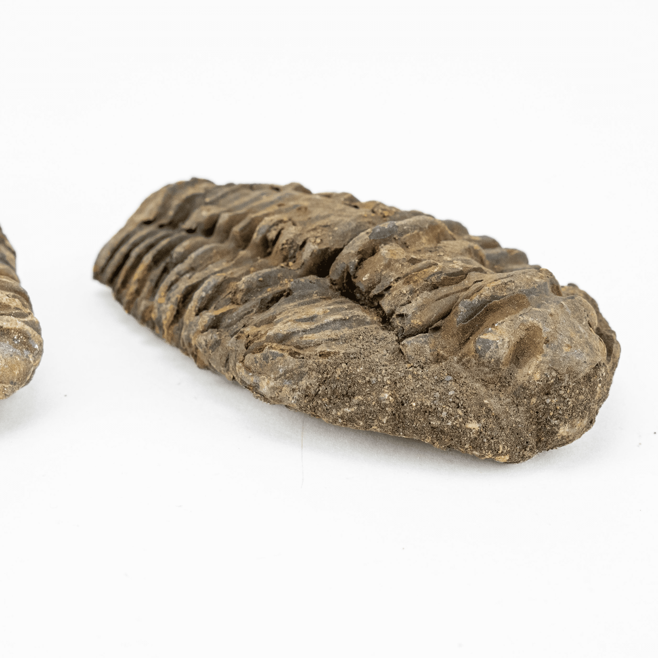 Mud Bugs (trilobites) | Morocco[ ] - Walmart.com