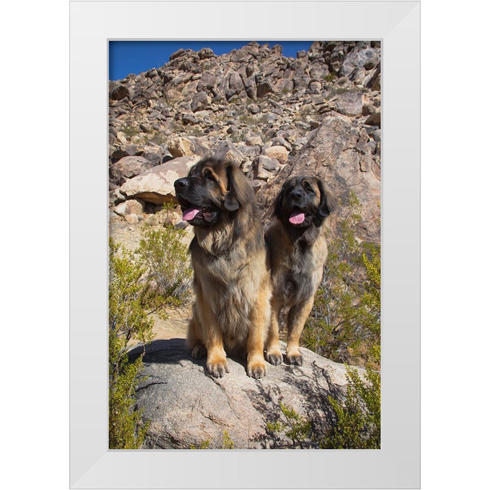 Muench, Zandria 11x14 White Modern Wood Framed Museum Art Print Titled ...