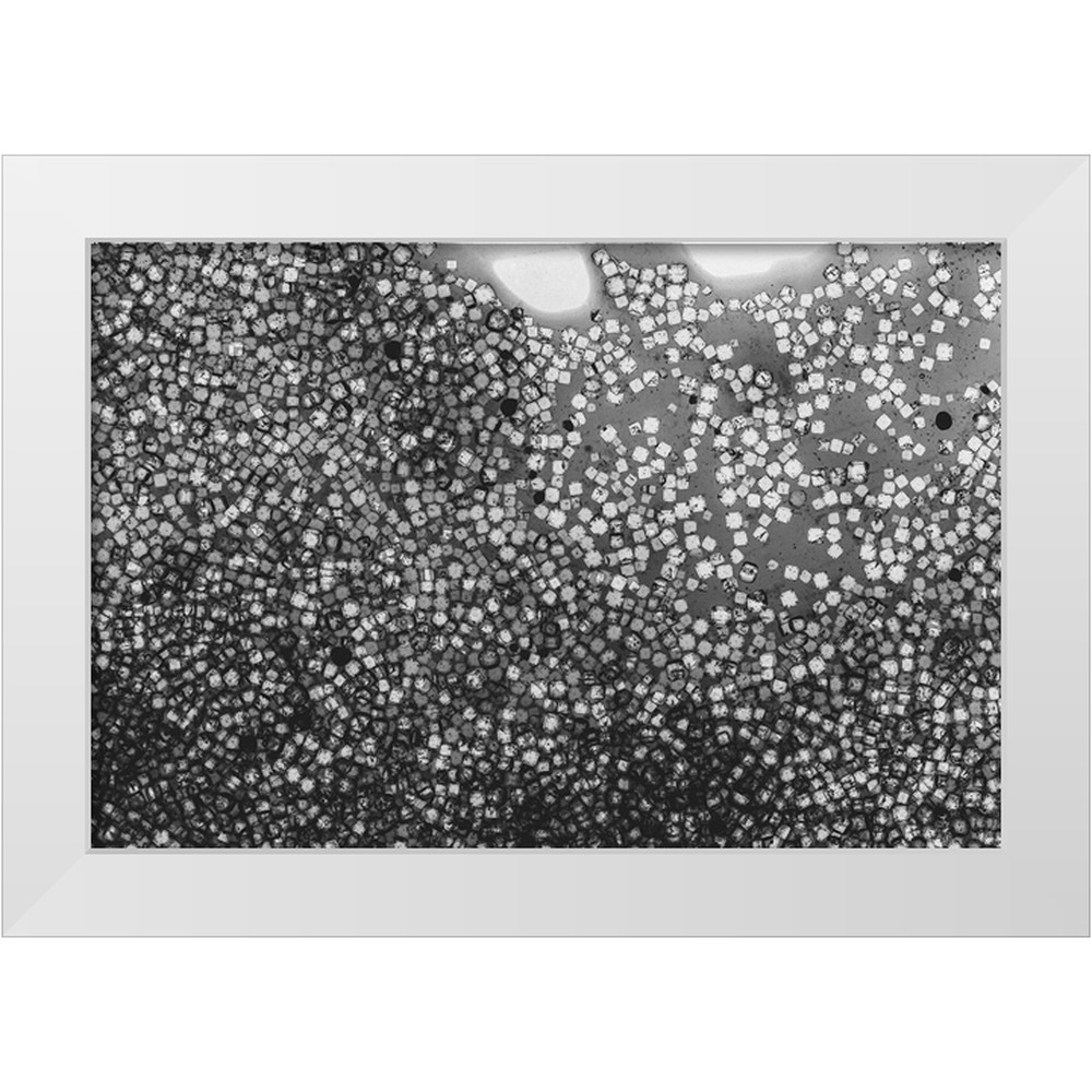 Muench, Zandria 24x17 White Modern Wood Framed Museum Art Print Titled ...