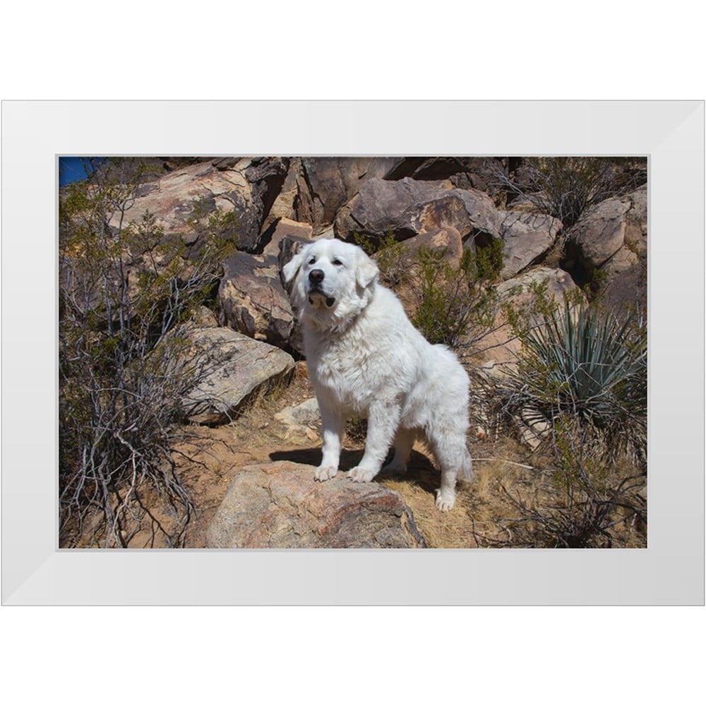 Muench, Zandria 24x17 White Modern Wood Framed Museum Art Print Titled ...