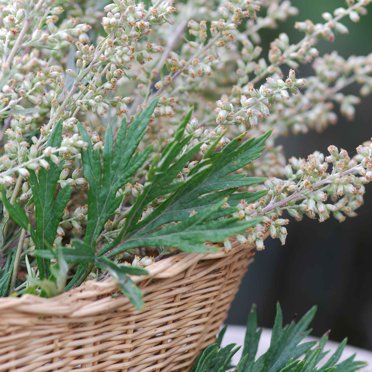 Eden Brothers Basil Seeds - Minette Compact Greek Non-GMO Seeds for ...